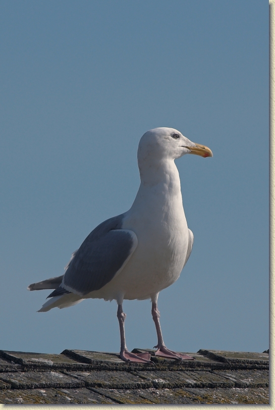 Birds at Oak Bay and Kai Tai Lagoon, Port Townsend, Washington, USA ...